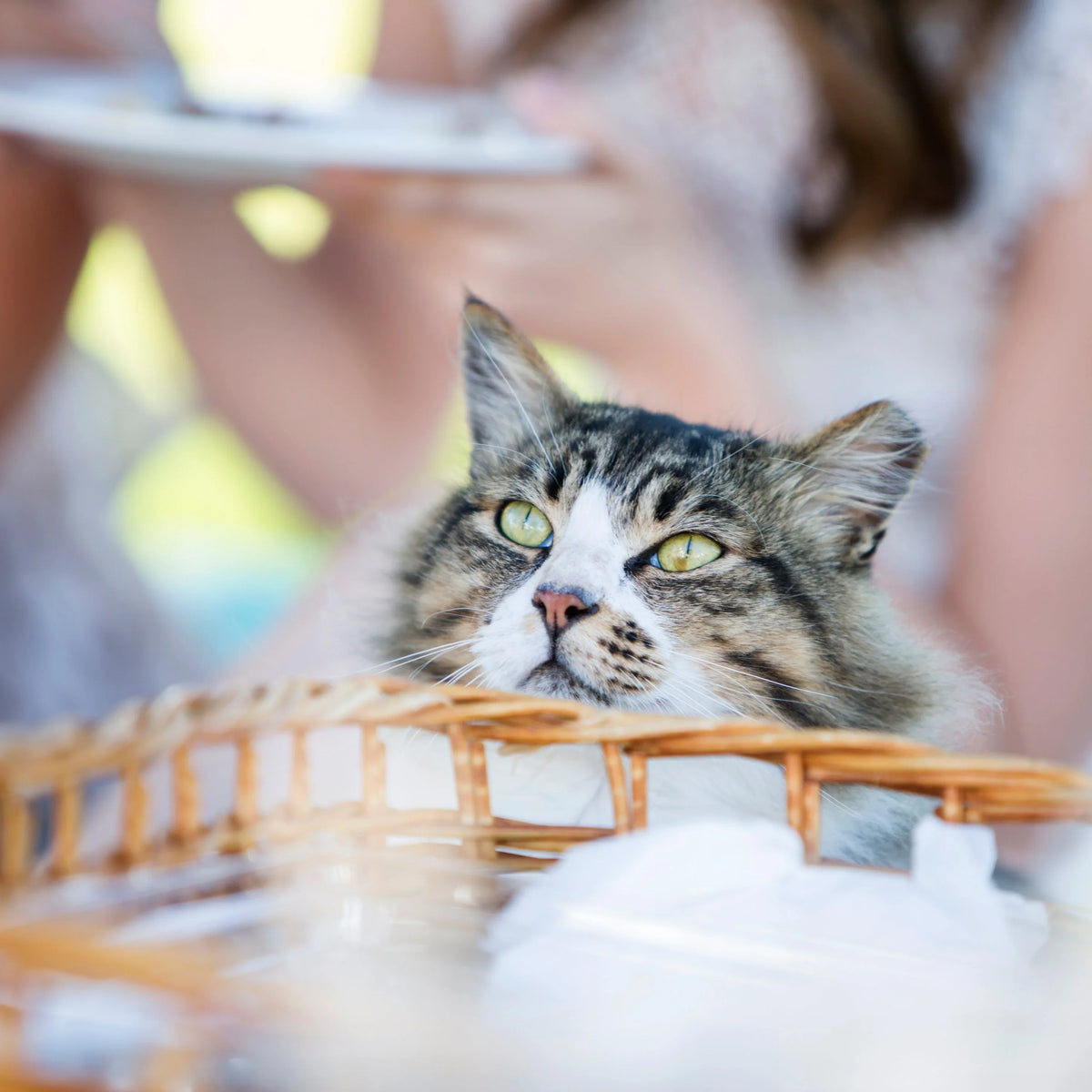 Cat Essentials – V.I.P Digital Presence
